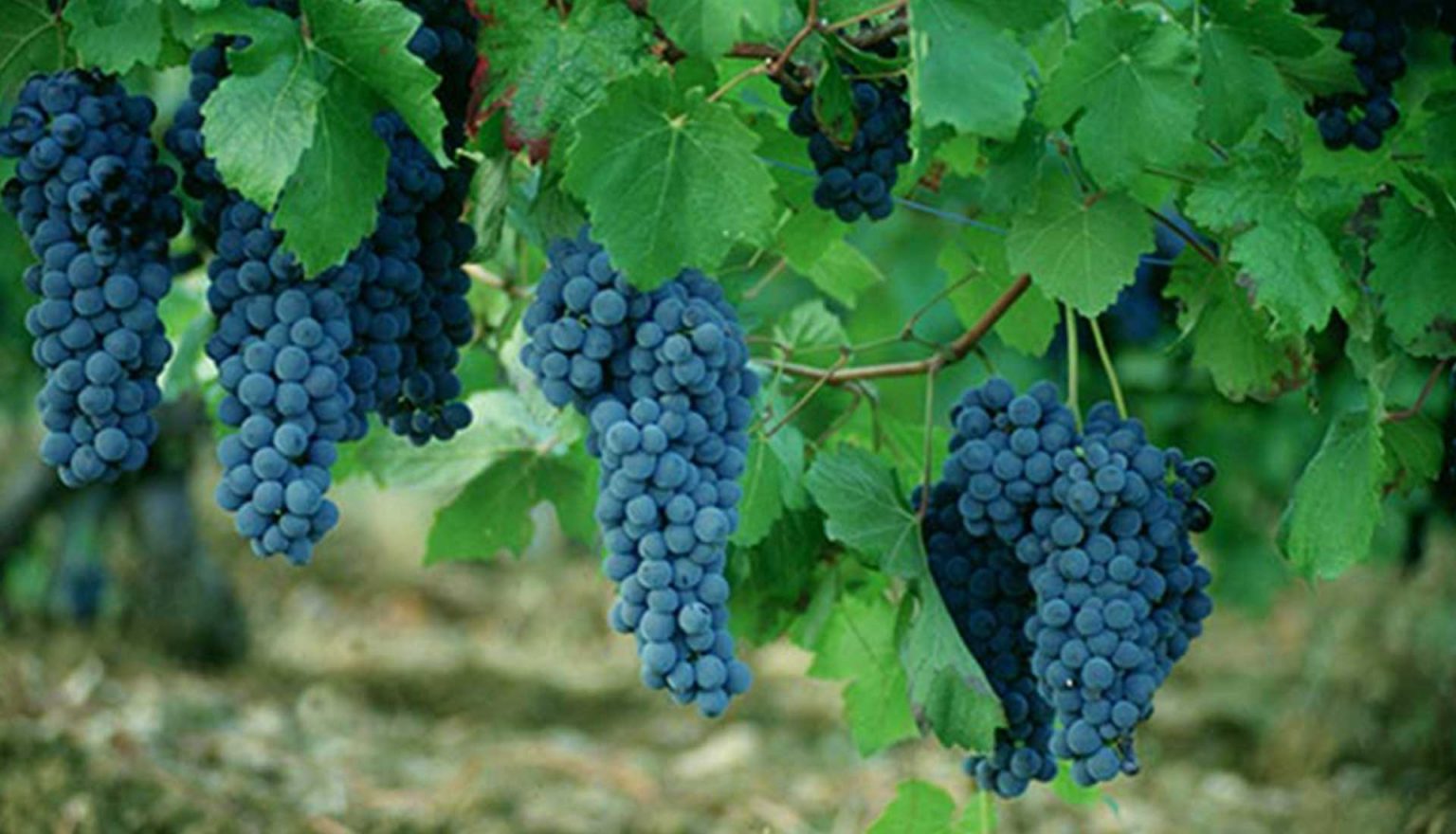 I vigneti di Pusterla sui colli piacentini - Castell'Arquato